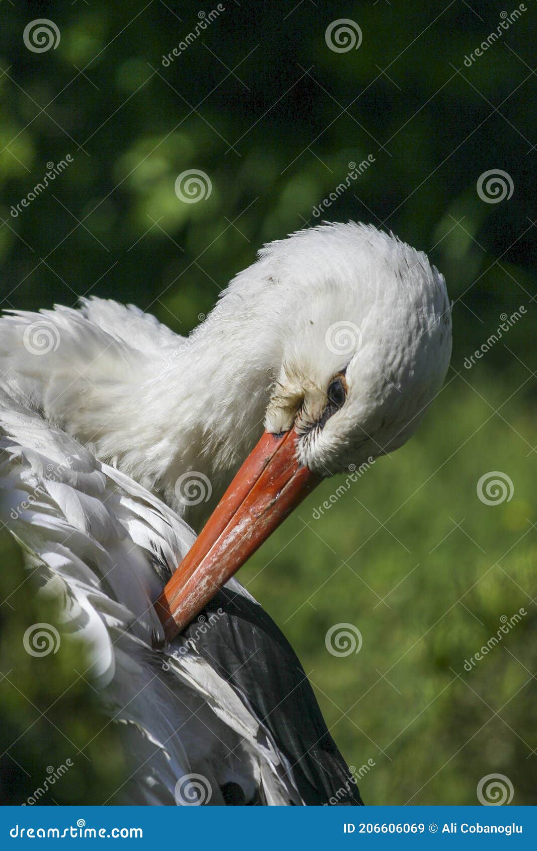 A Standing Napping White Stork Stock Image - Image of grass, open ...