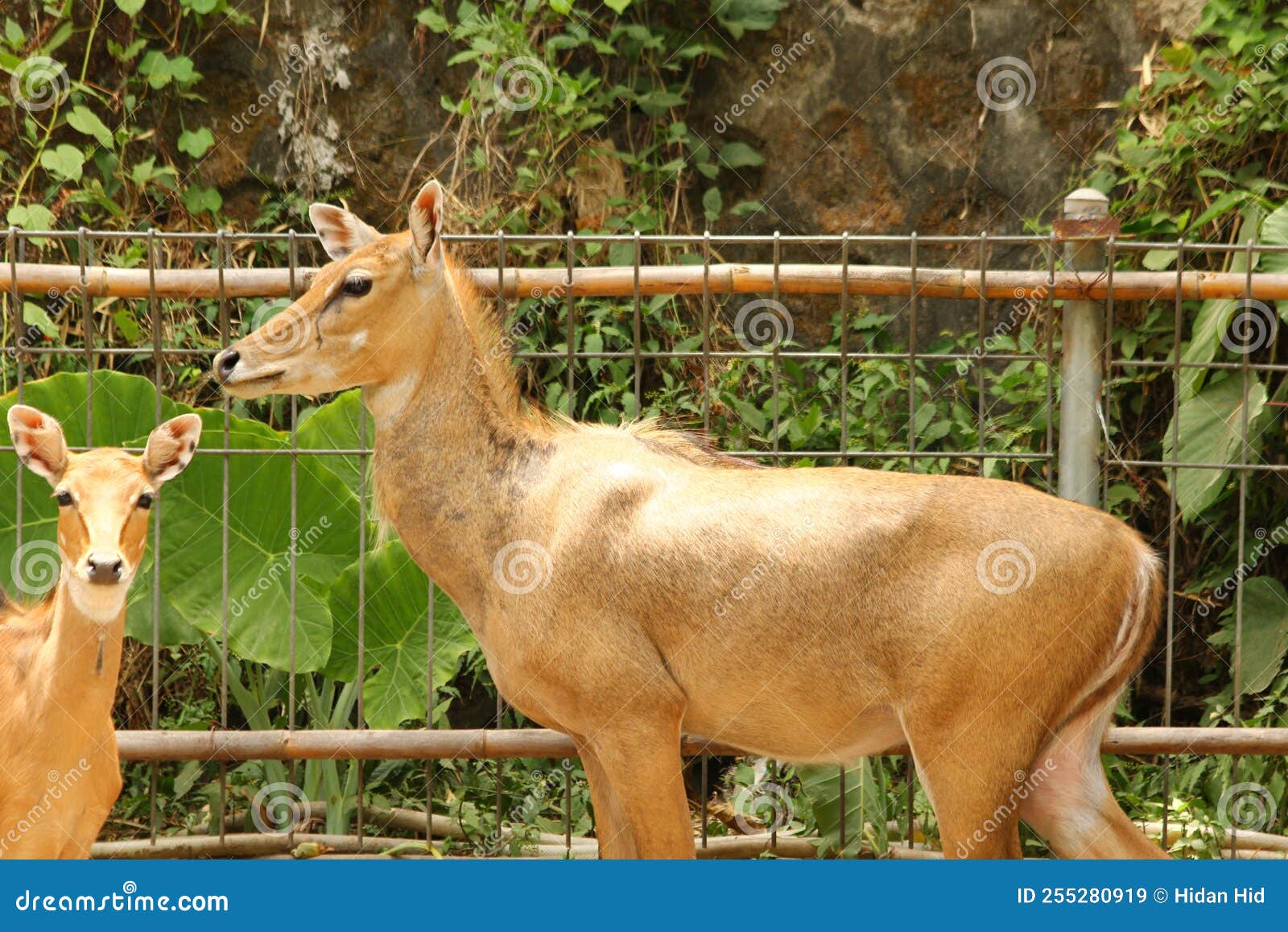 A Standing Nilgai Asian Antelope Stock Image - Image of natural ...