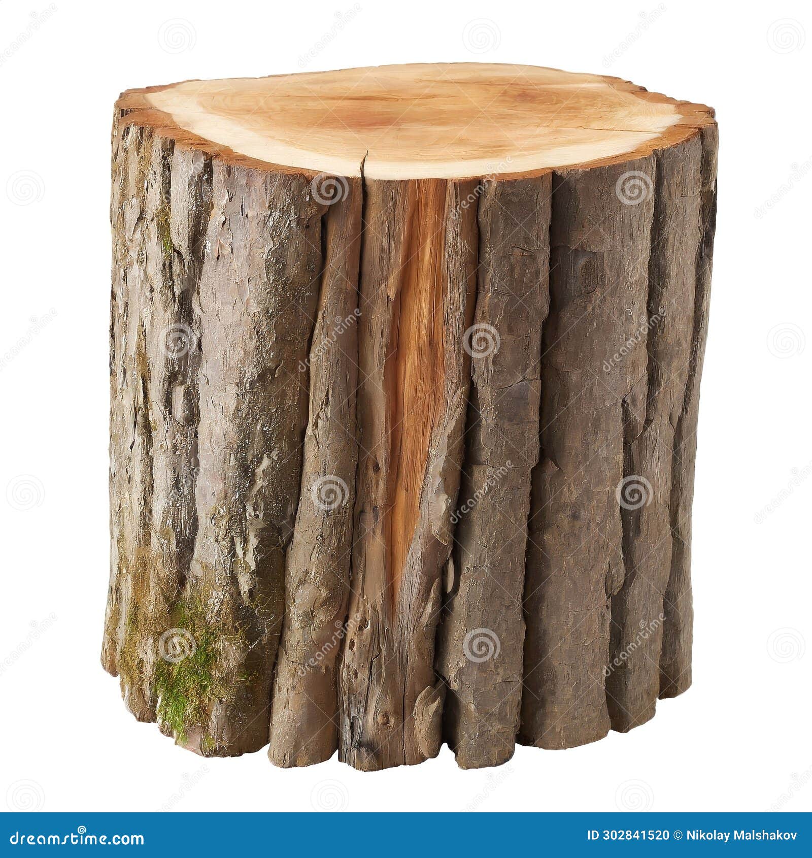 Standing Oak Log Isolated on White Background. Stock Photo - Image of ...