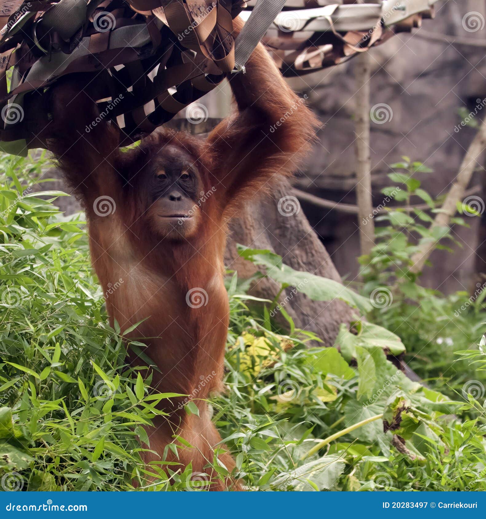 Standing Orangutan stock image. Image of plant, childlike - 20283497