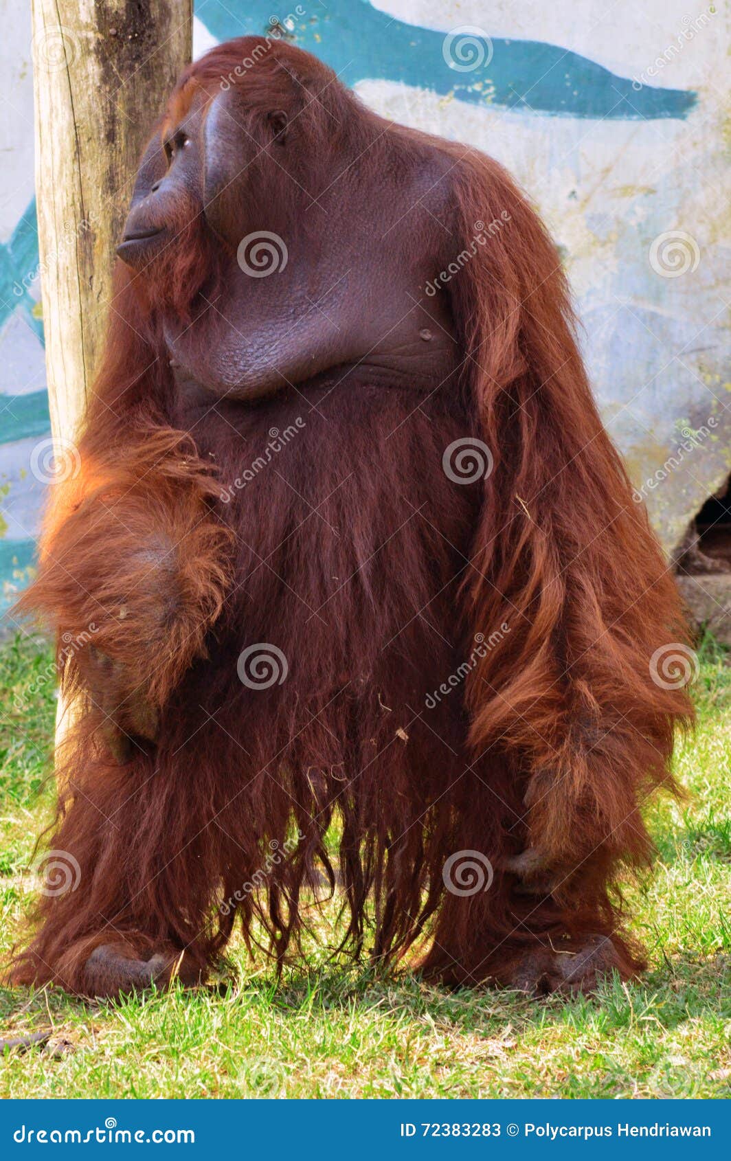 The standing orangutan stock image. Image of right, jump - 72383283