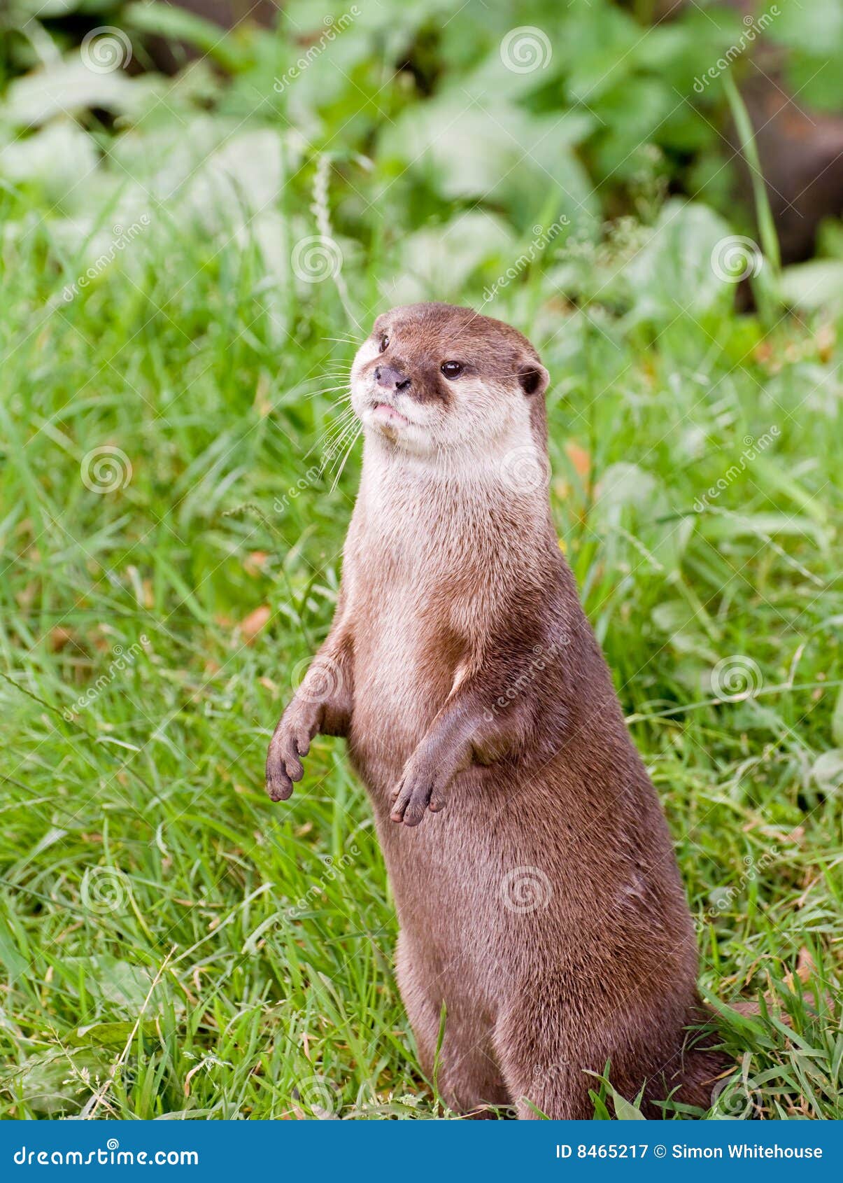 Standing Otter stock image. Image of carnivore, closeup - 8465217