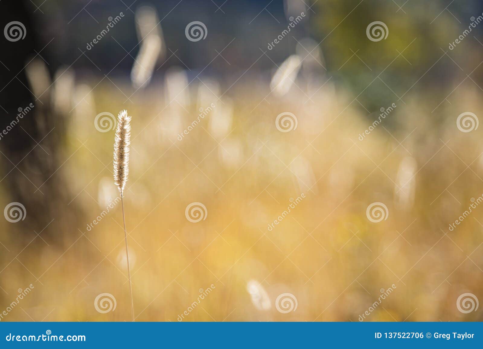 Standing Out: a Blade of Wheat Stock Photo - Image of rest, live: 137522706