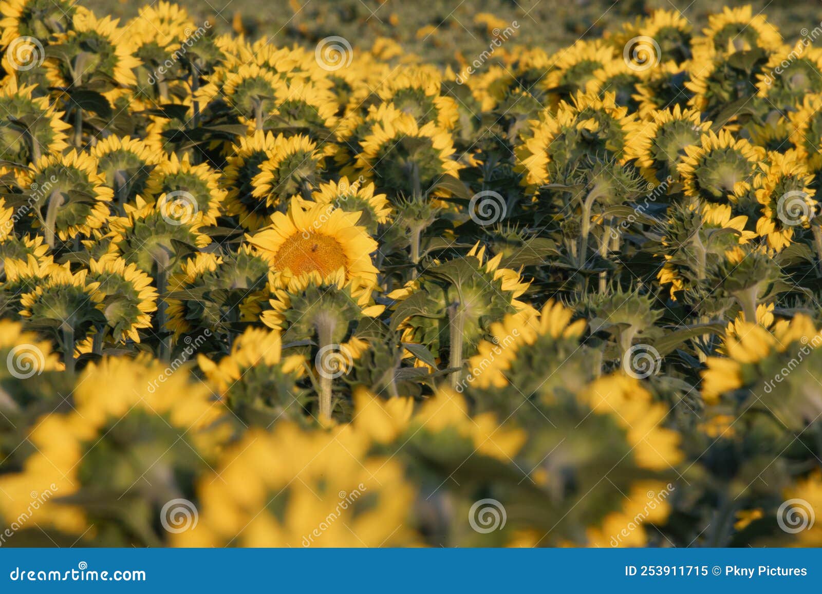 STANDING OUT stock image. Image of stand, sunflowers - 253911715