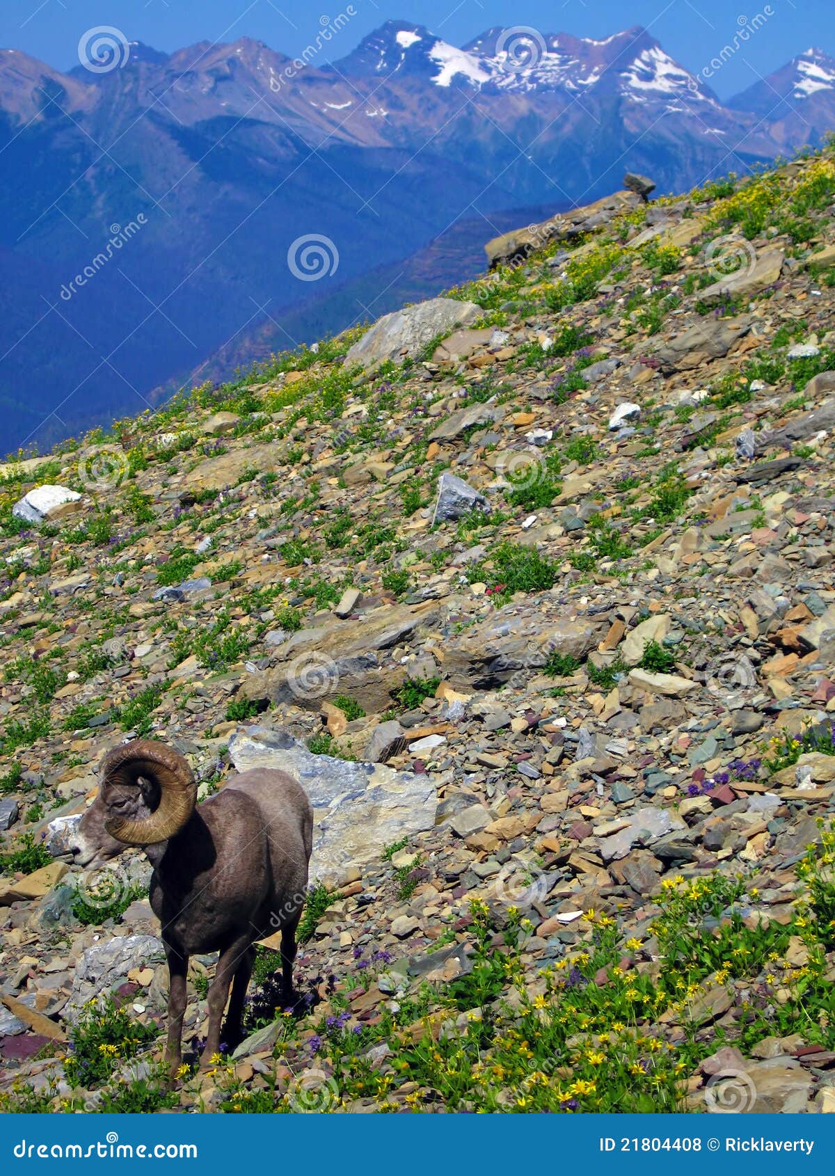 Standing Pat stock photo. Image of hiking, nature, horned - 21804408