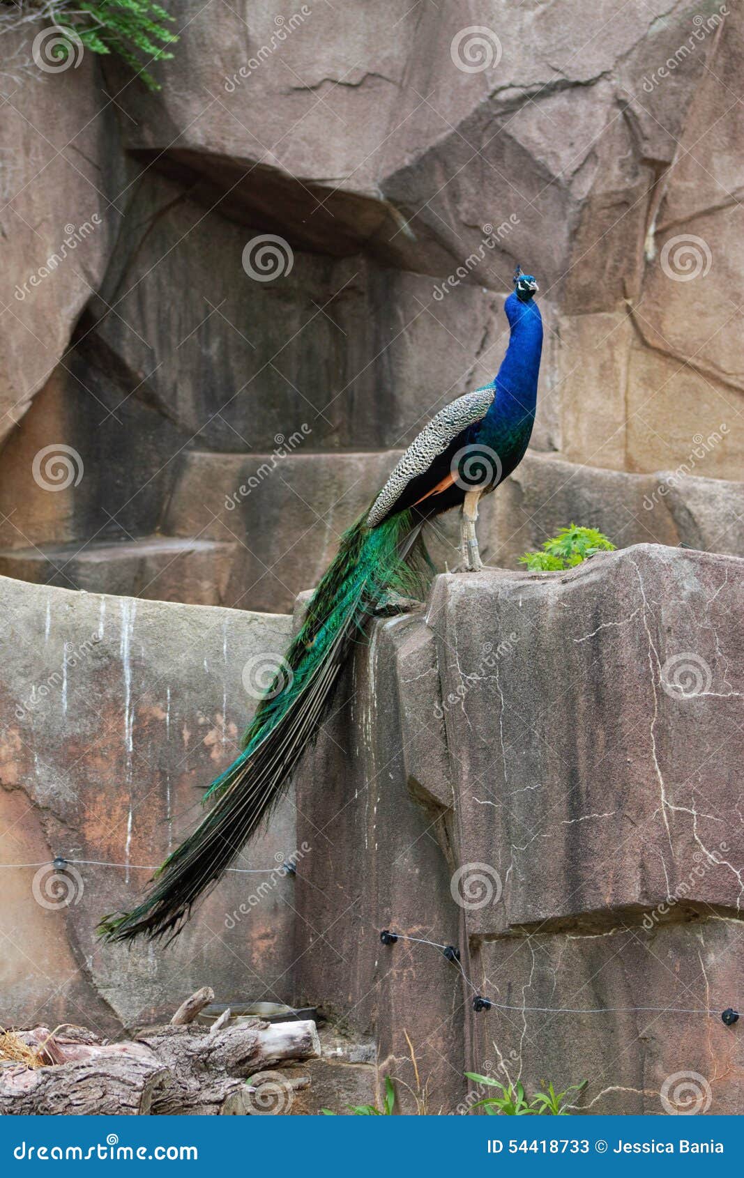Standing Peacock stock image. Image of blue, green, standing - 54418733
