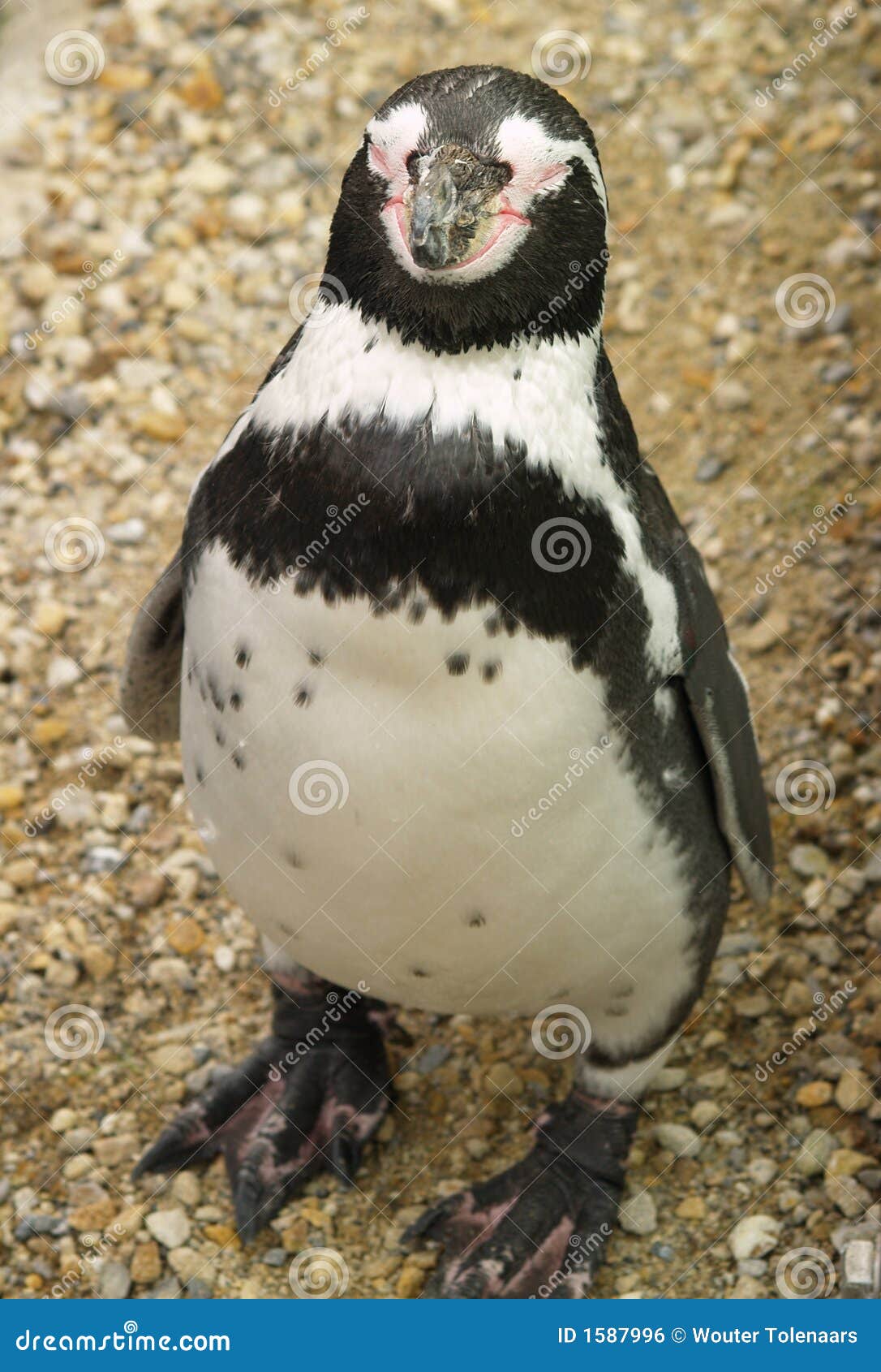 Standing penguin stock photo. Image of wildlife, aquatic - 1587996