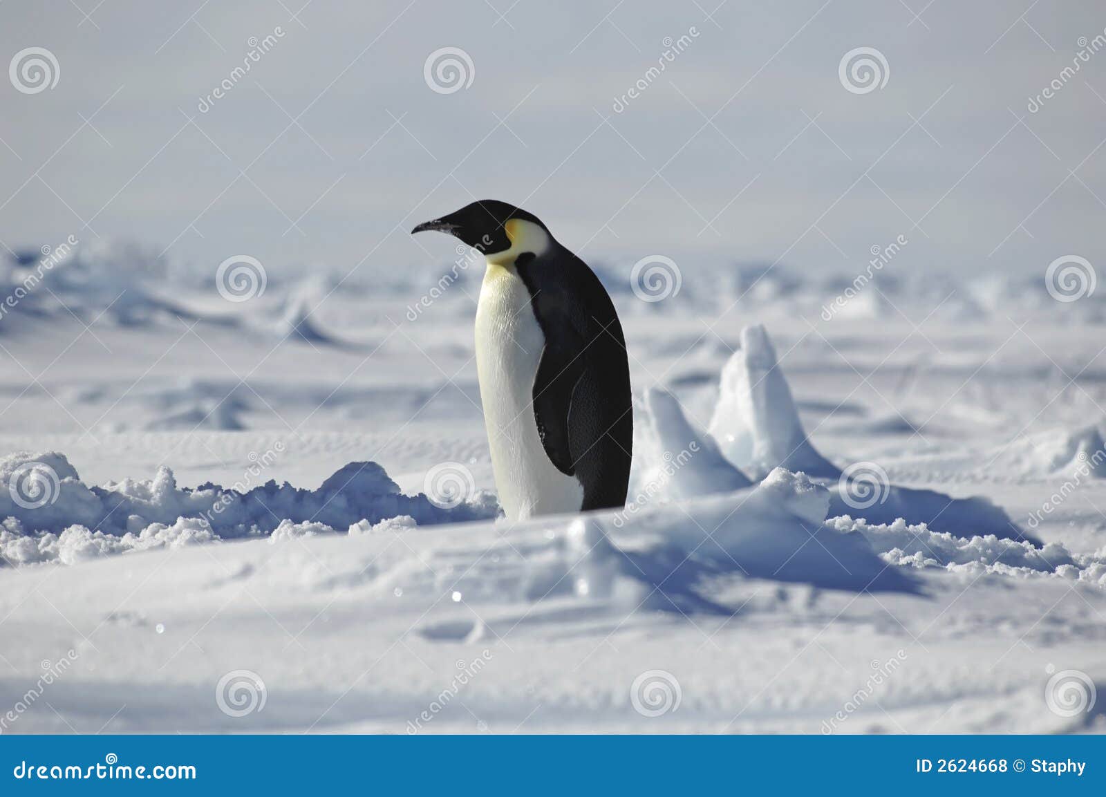 Standing penguin stock photo. Image of frost, climate - 2624668