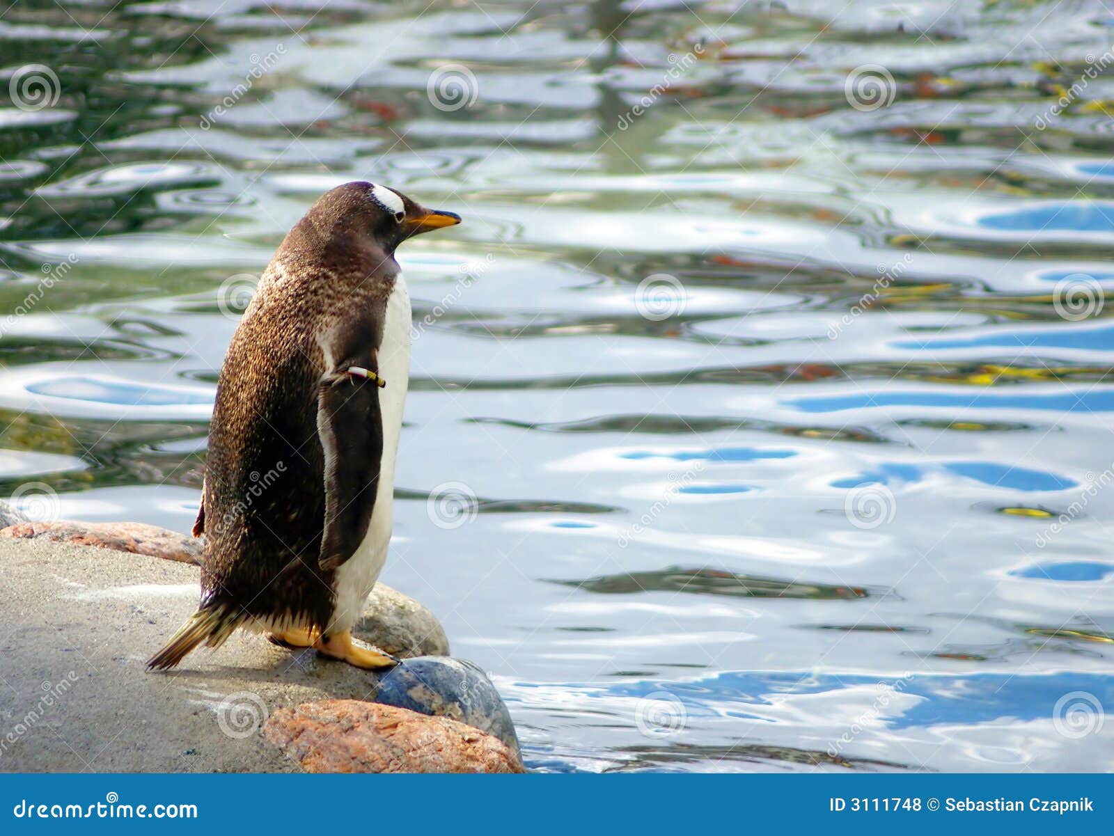 Standing penguin stock photo. Image of surface, head, standing - 3111748