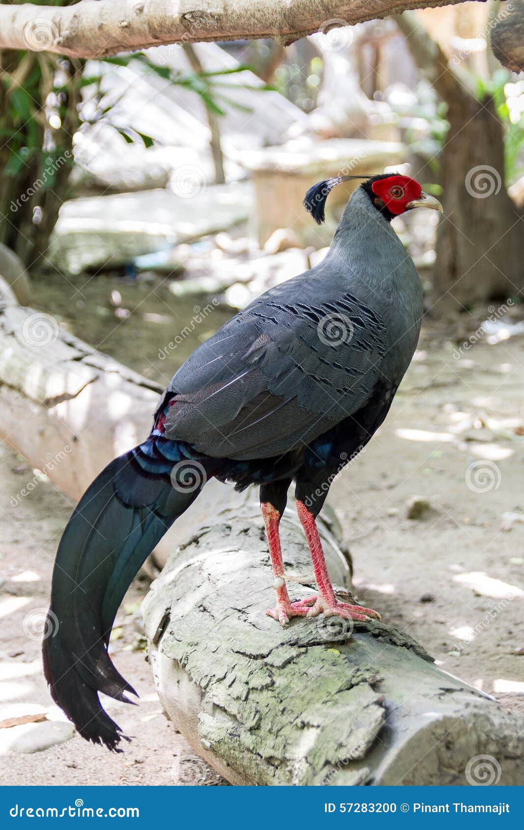 Standing Pheasant stock photo. Image of beak, green, bird - 57283200