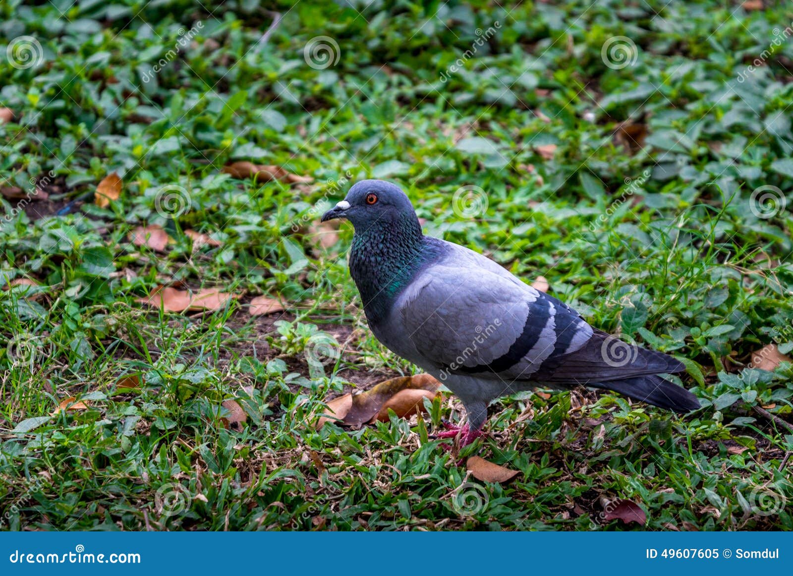 Standing Pigion stock image. Image of animal, natural - 49607605