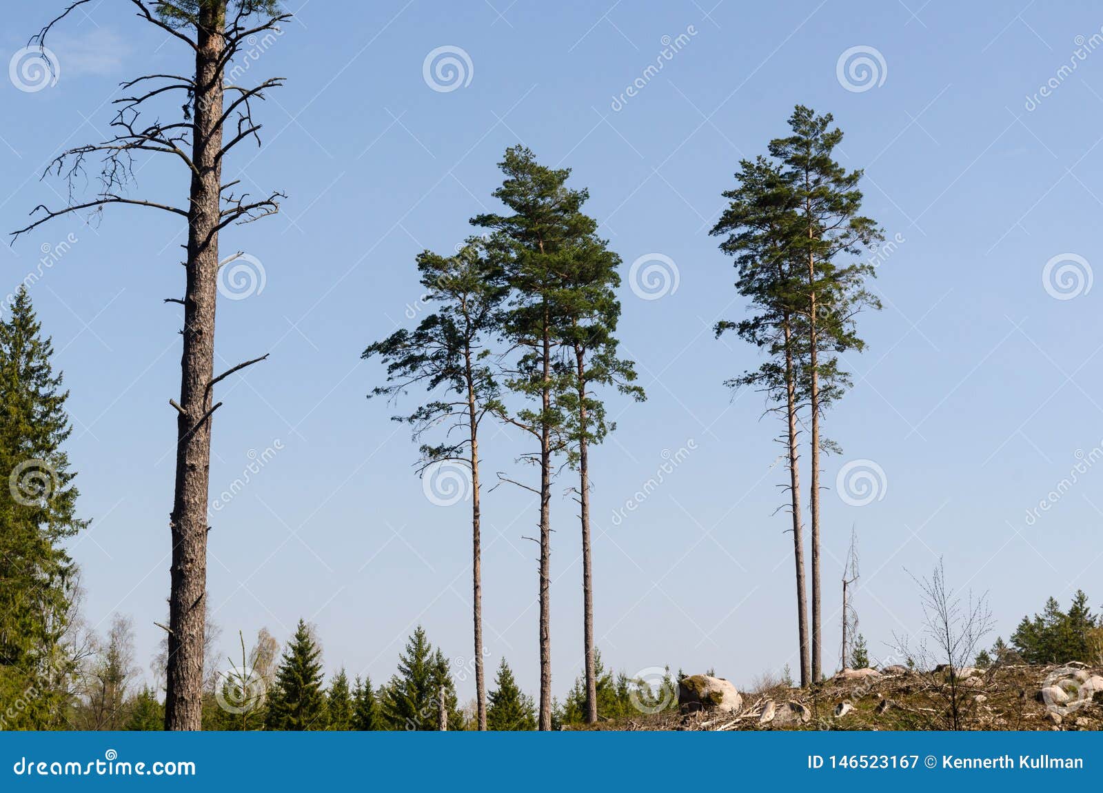 Standing Pine Trees in a Clear Cut Forest Area Stock Image - Image of ...