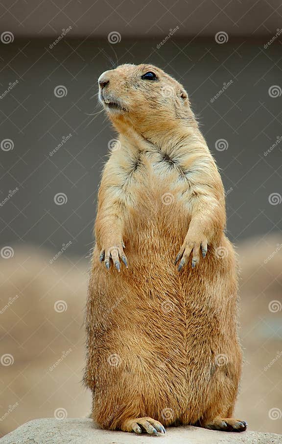 Standing Prairie Dog stock image. Image of aware, mammal - 199423