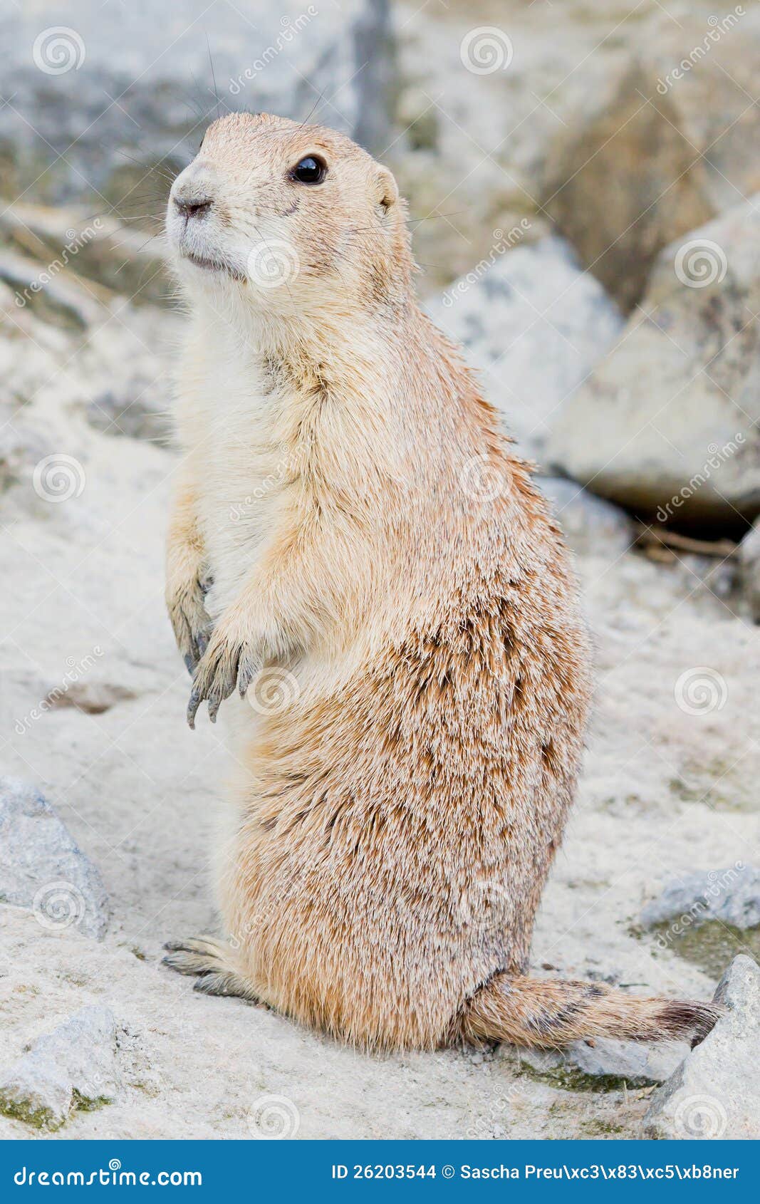 Standing prairie dog stock photo. Image of mammal, wildlife - 26203544