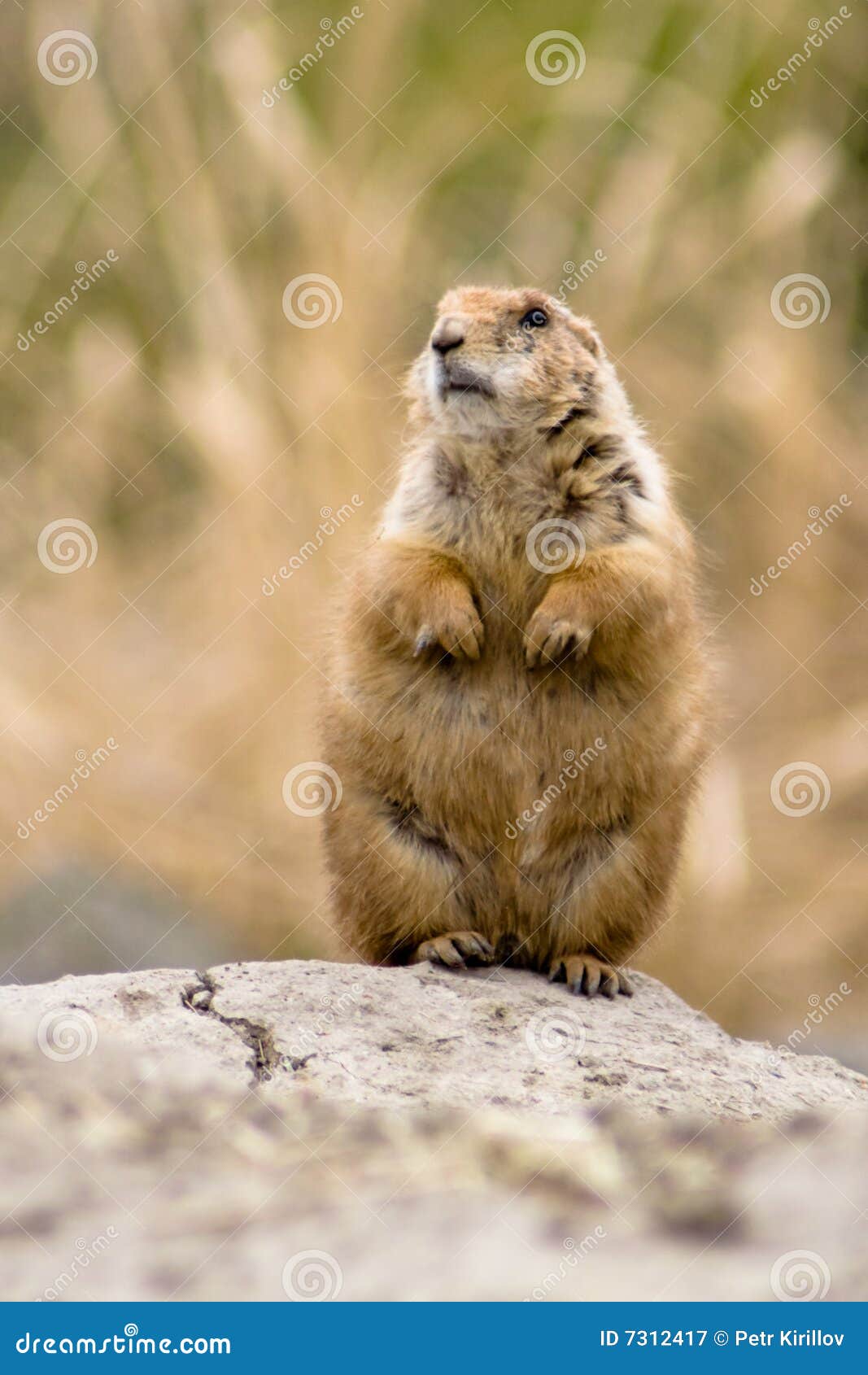 Standing prairie dog stock image. Image of mammal, looking - 7312417