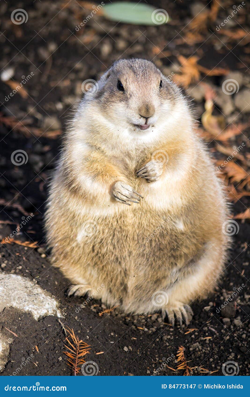Standing prairie dog stock image. Image of nature, prairie - 84773147