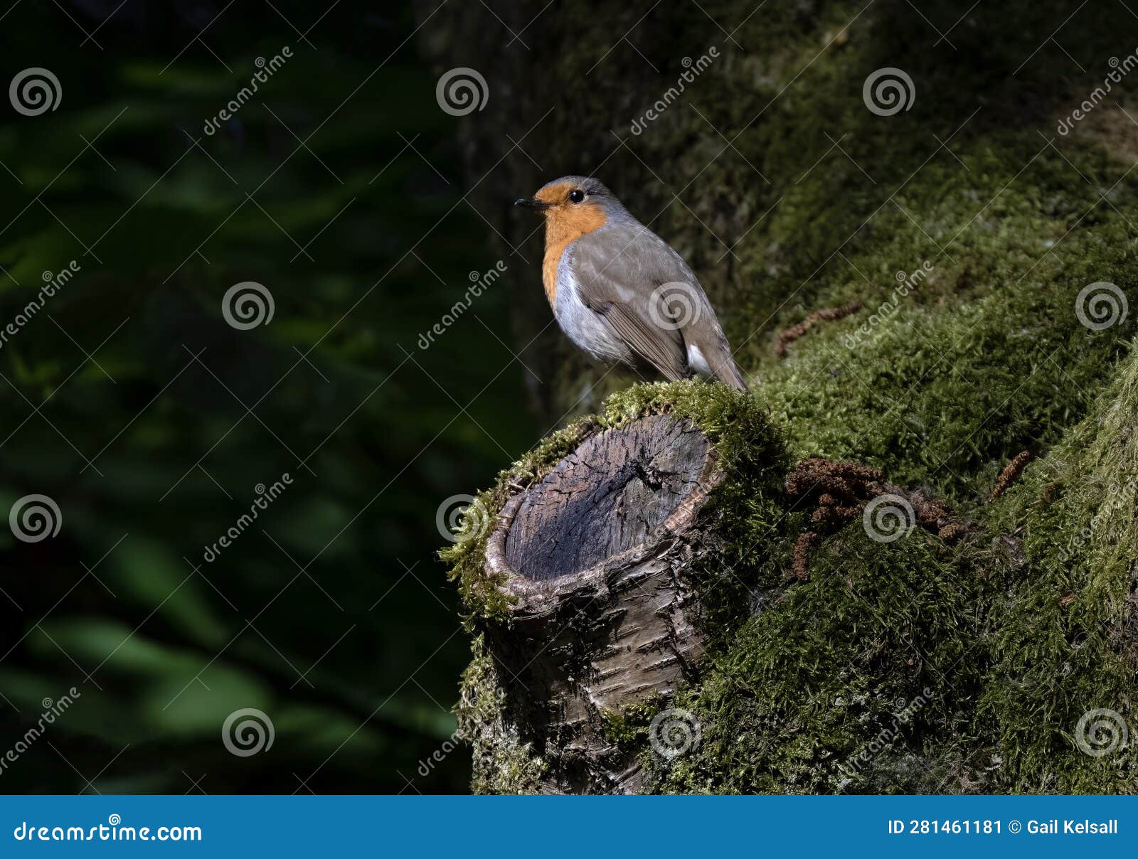 Proud Robin Royalty-Free Stock Image | CartoonDealer.com #53434474