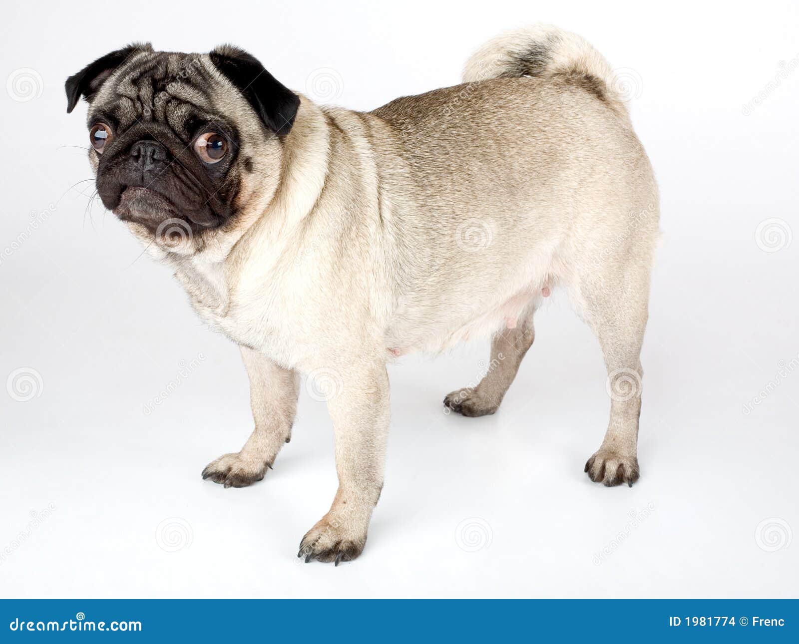Standing pug stock photo. Image of friend, portrait, white - 1981774