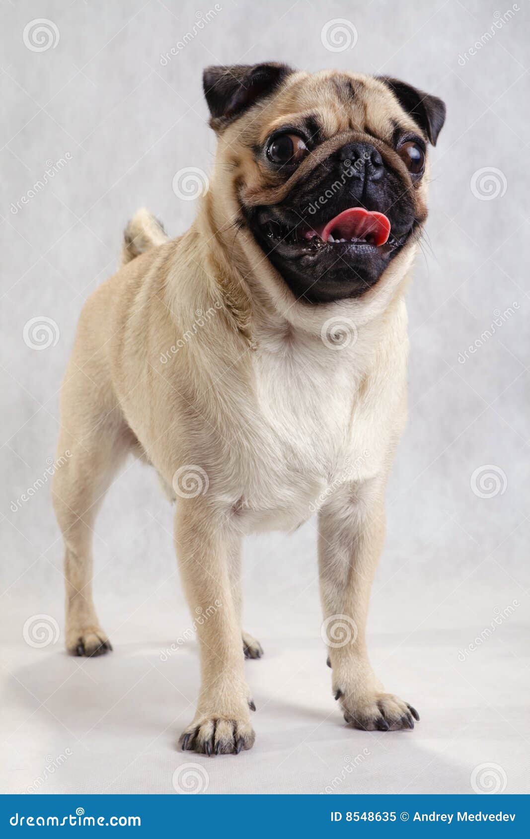 Standing pug stock image. Image of blur, breed, snout - 8548635