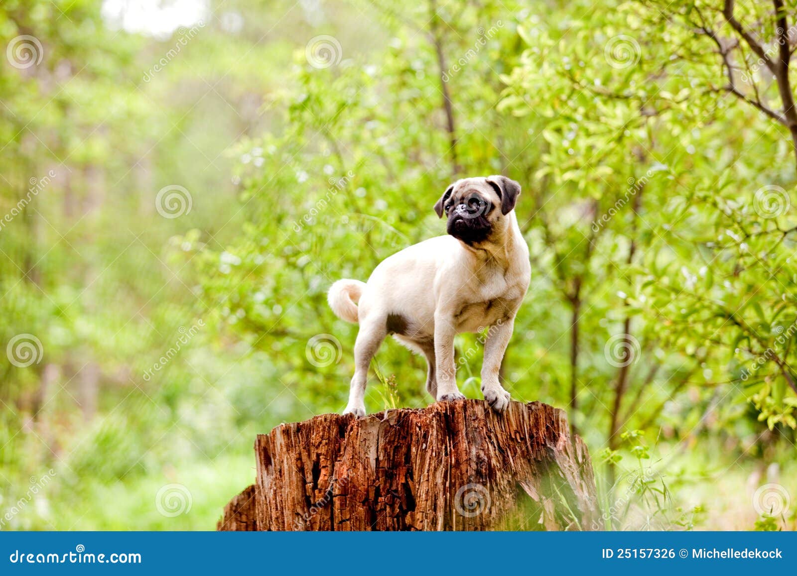 Standing pug puppy stock photo. Image of coat, canniness - 25157326