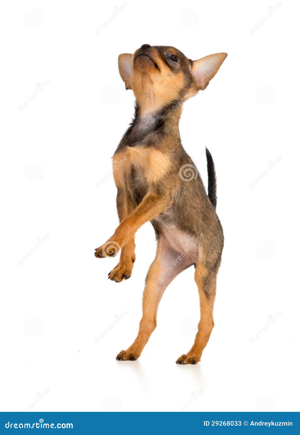 Standing puppy stock image. Image of adorable, purebred - 29268033