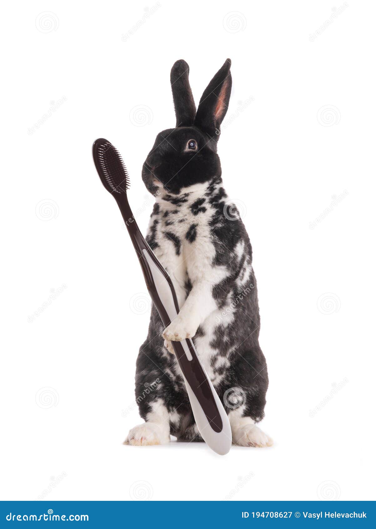 Standing Rabbit Black and White with a Brush in Its Paws Isolated on a ...