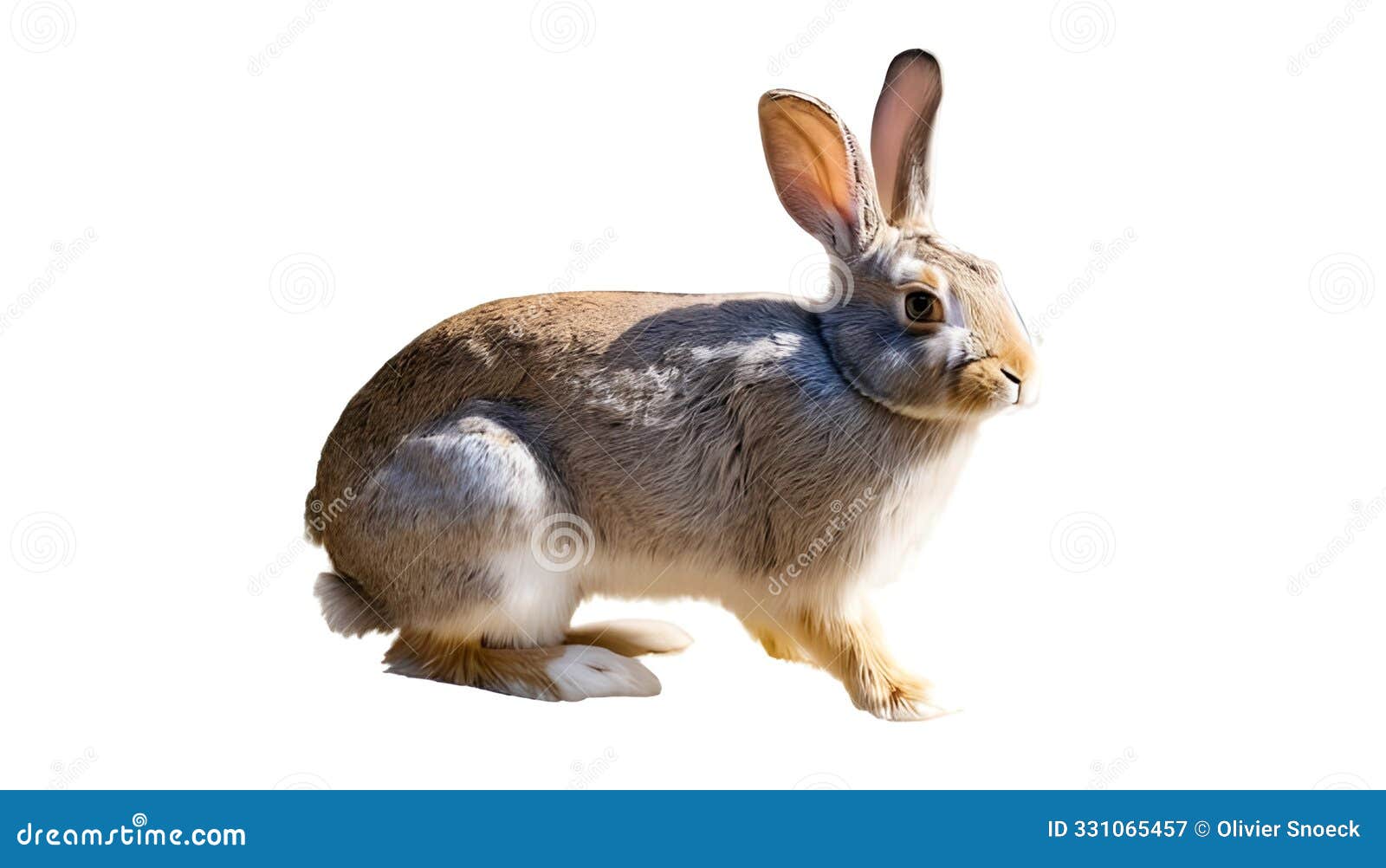 A standing rabbit isolated stock illustration. Illustration of rabbit ...