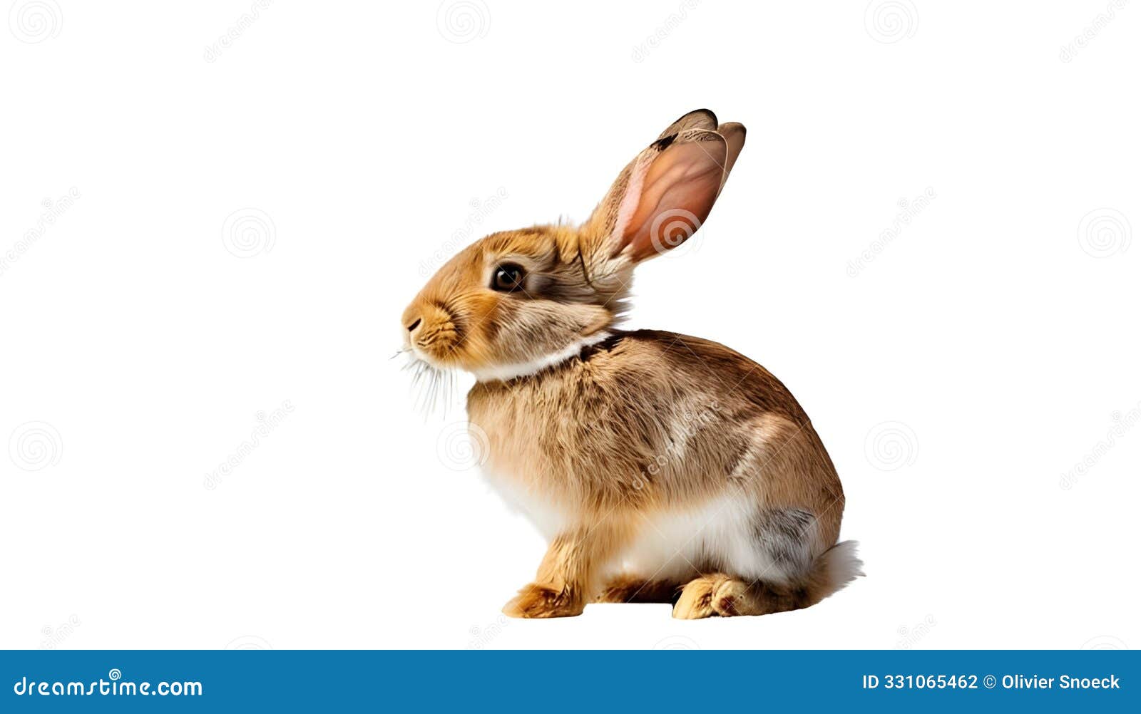 A standing rabbit isolated stock illustration. Illustration of mammal ...