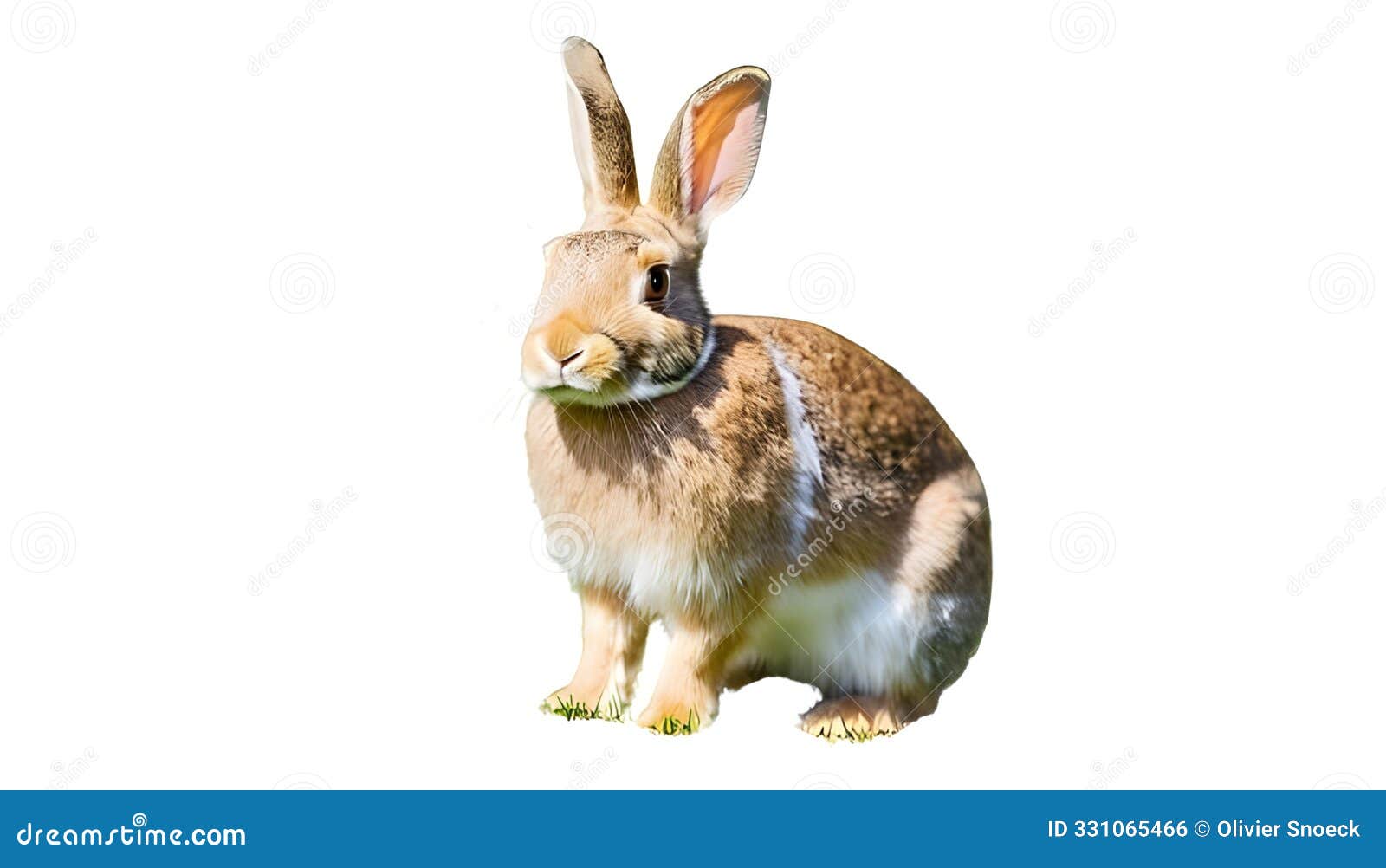 A standing rabbit isolated stock illustration. Illustration of animal ...