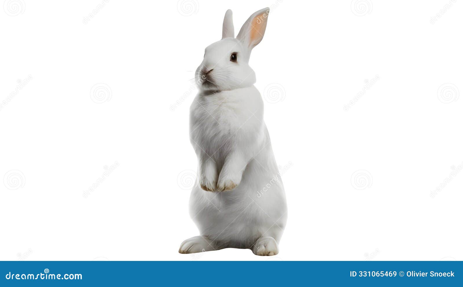 A standing rabbit isolated stock illustration. Illustration of rabbit ...