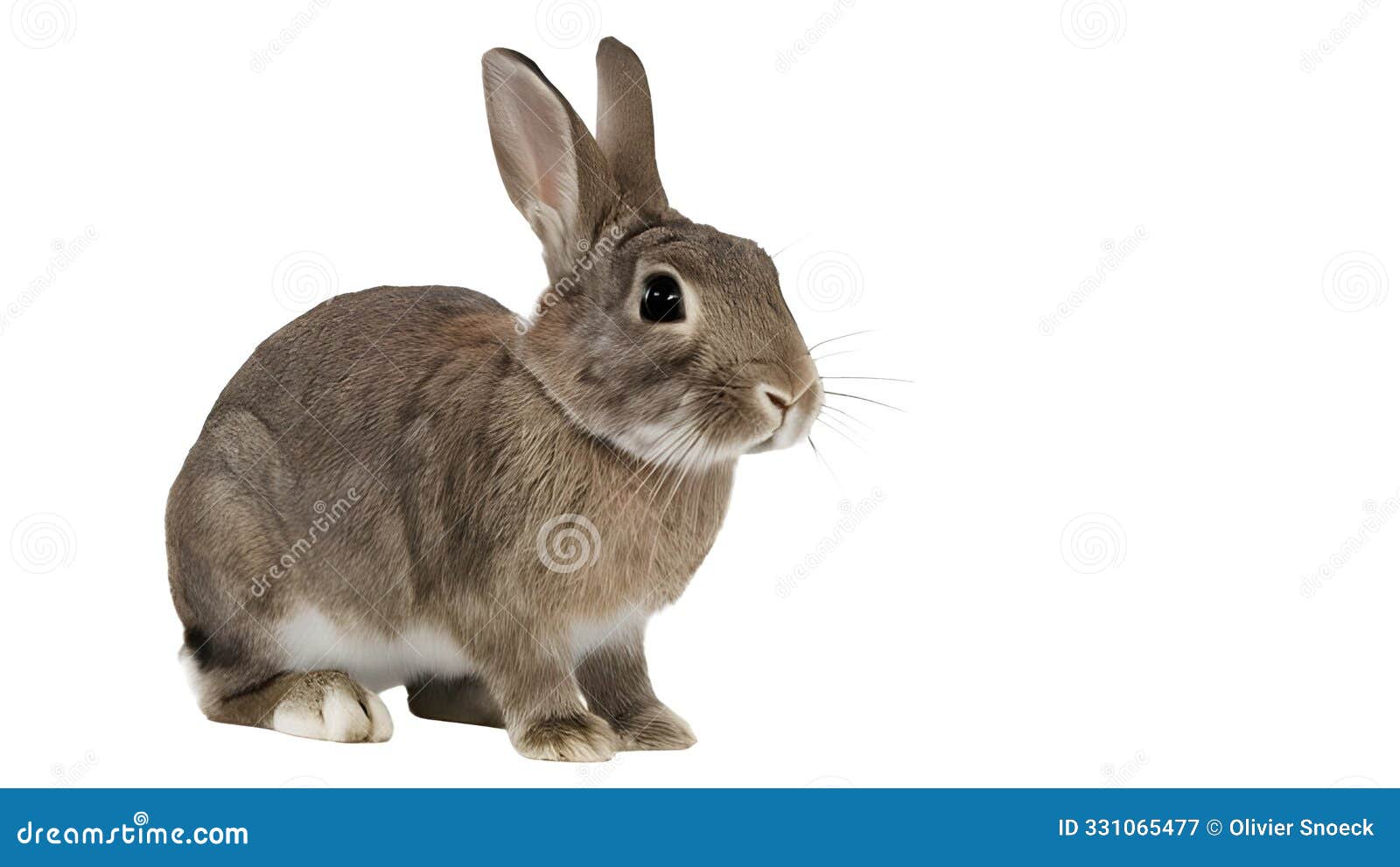 A standing rabbit isolated stock illustration. Illustration of drawing ...