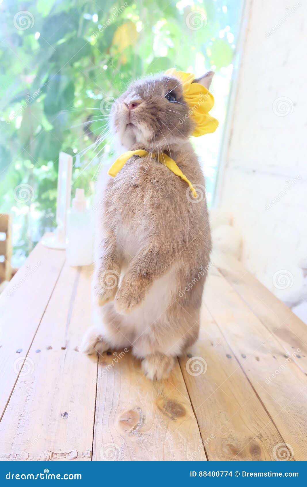Standing rabbit stock photo. Image of bunny, animal, pets - 88400774
