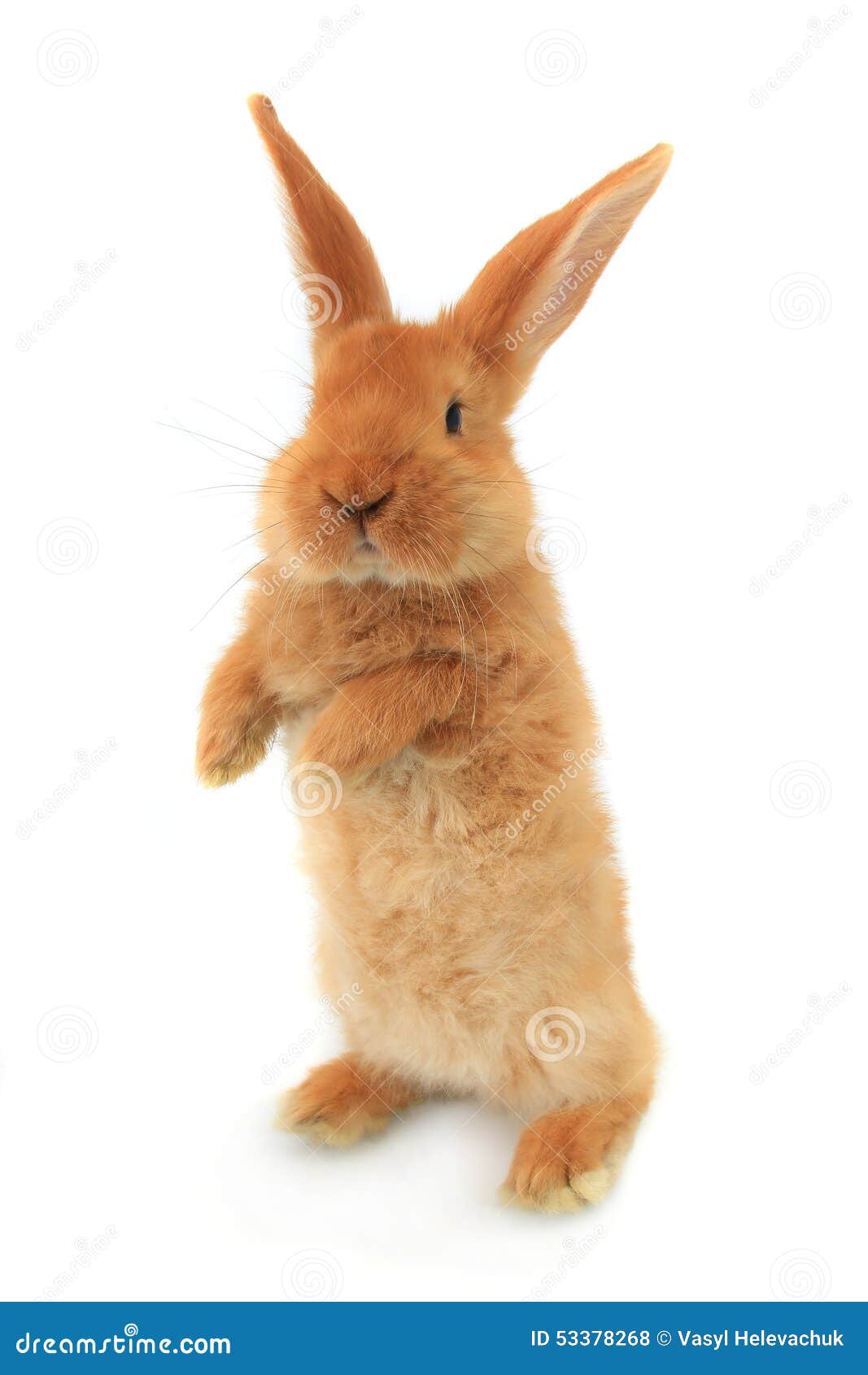 Standing rabbit stock photo. Image of young, card, studio - 53378268