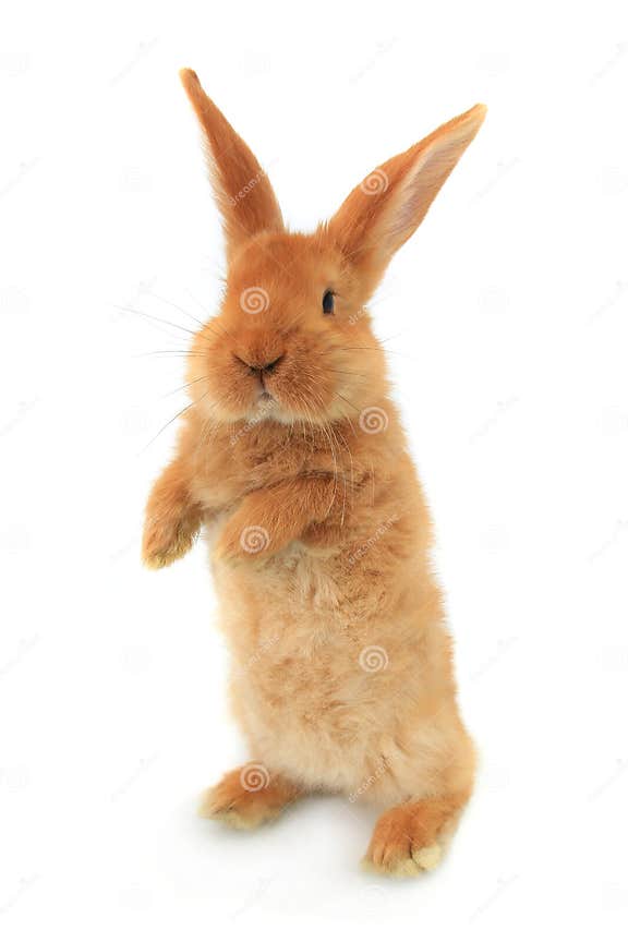 Standing rabbit stock photo. Image of young, card, studio - 53378268