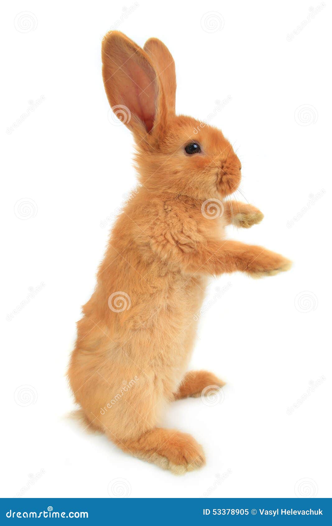 Standing rabbit stock image. Image of young, tame, hair - 53378905