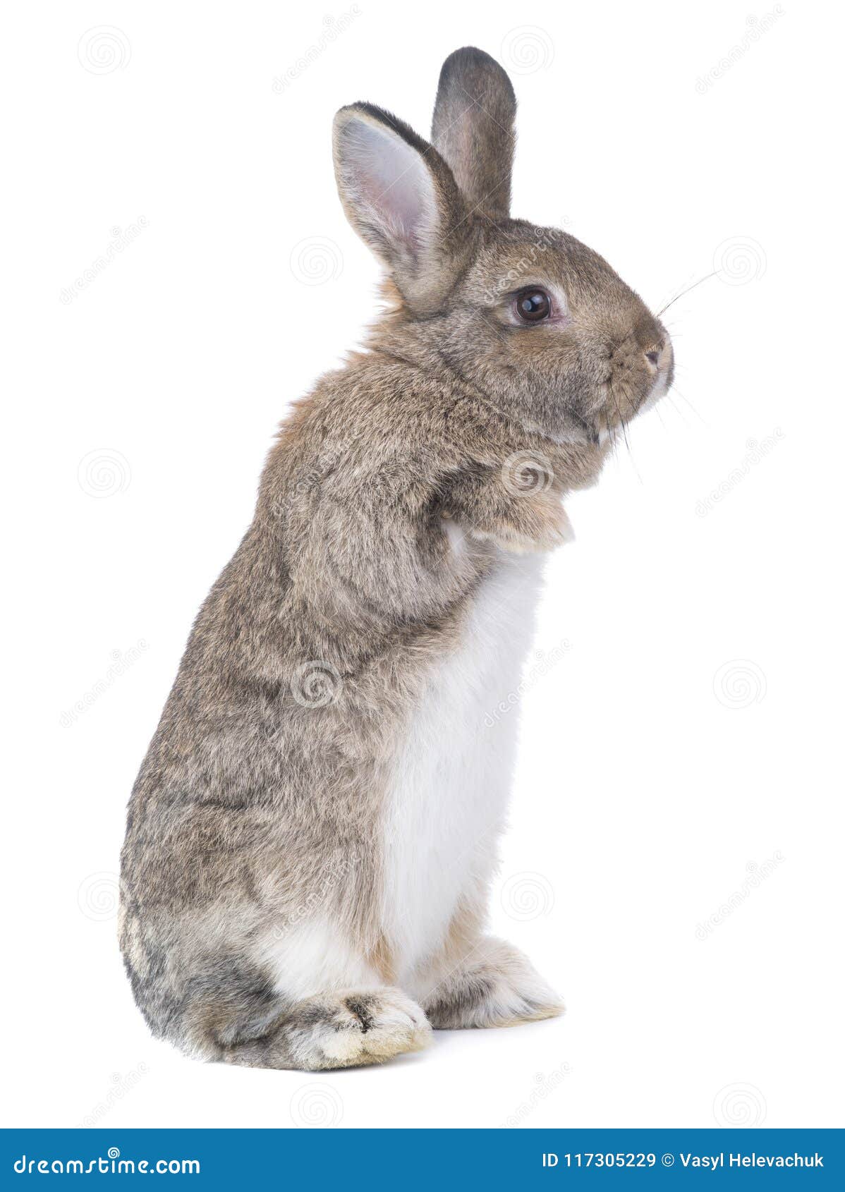 Standing rabbit stock image. Image of puppy, hristmas - 117305229