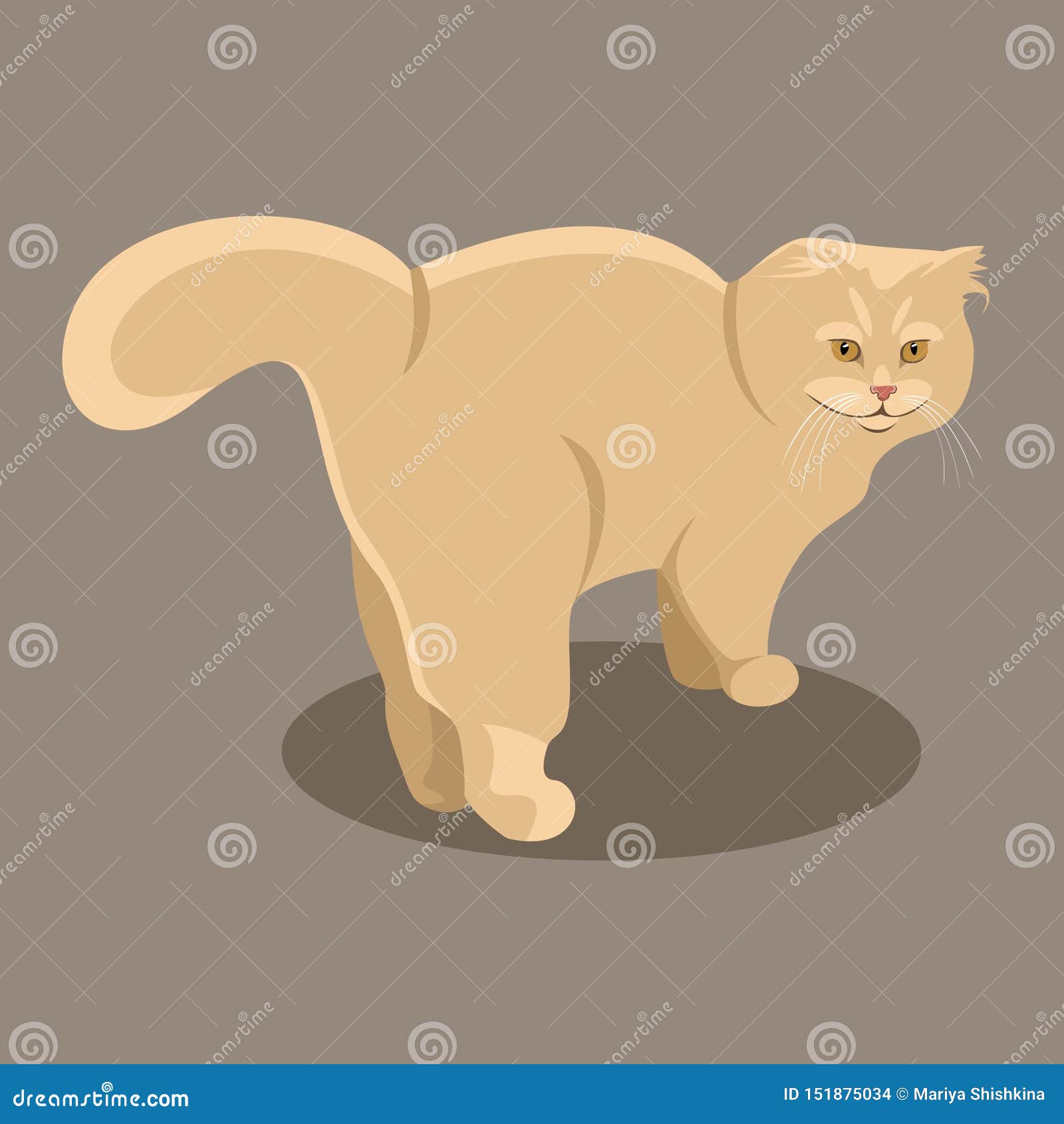 Persian Cat Standing Side View. Ink Black And White Doodle Drawing ...