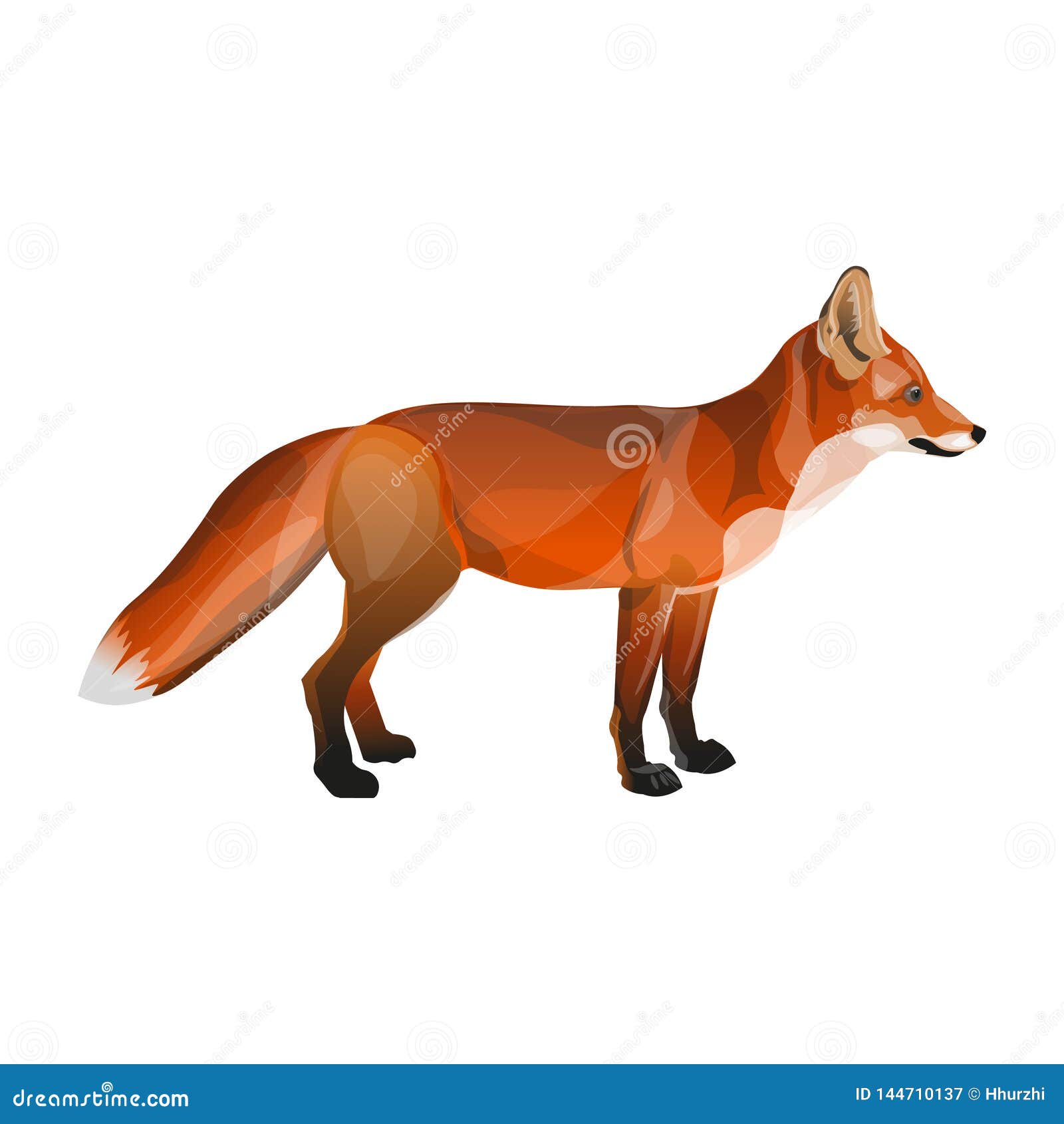 Standing red fox. stock vector. Illustration of mammal - 144710137