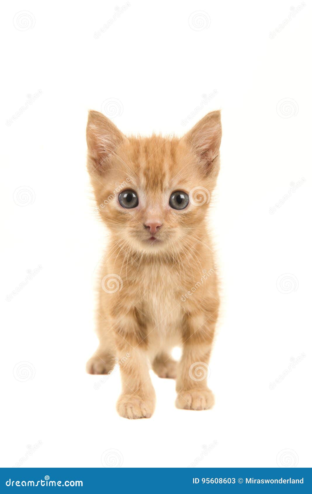 Standing Red Ginger Baby Cat Walking Towards the Camera Stock Image ...