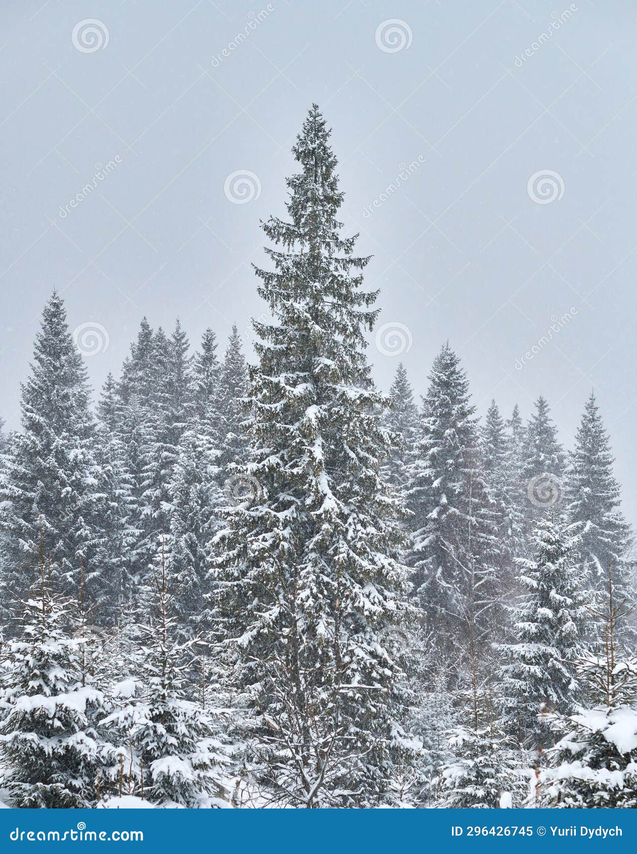 Standing resist stock image. Image of branch, spruce - 296426745