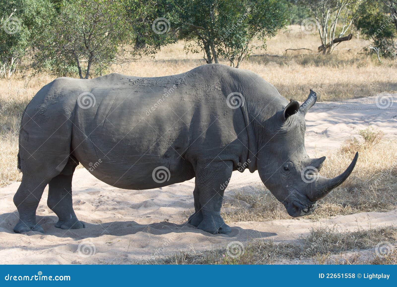 Standing rhino stock photo. Image of endangered, animal - 22651558