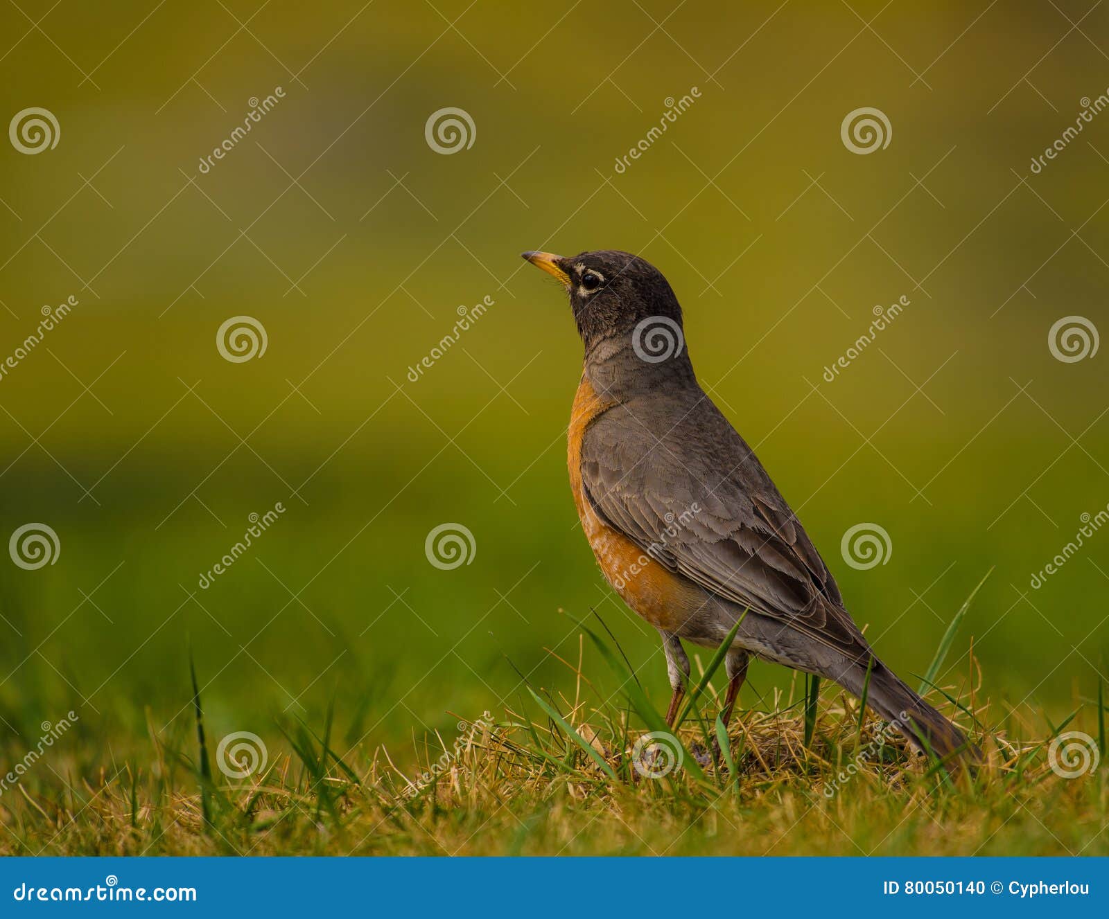 Standing robin stock photo. Image of avian, standing - 80050140