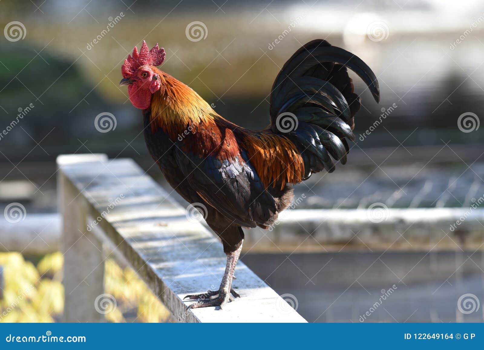 A standing rooster stock photo. Image of cockerel, head - 122649164