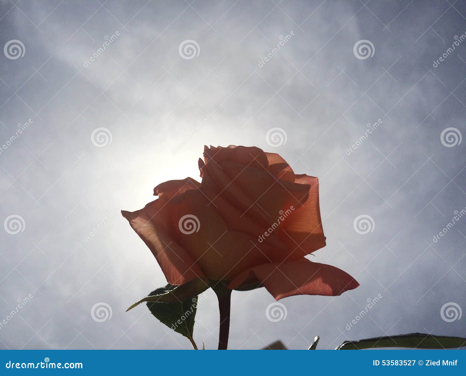 Standing rose stock image. Image of minimalistic, standing - 53583527