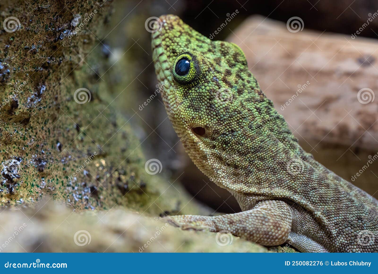 Standing`s Day Gecko, Phelsuma Standingi Stock Photo - Image of ...