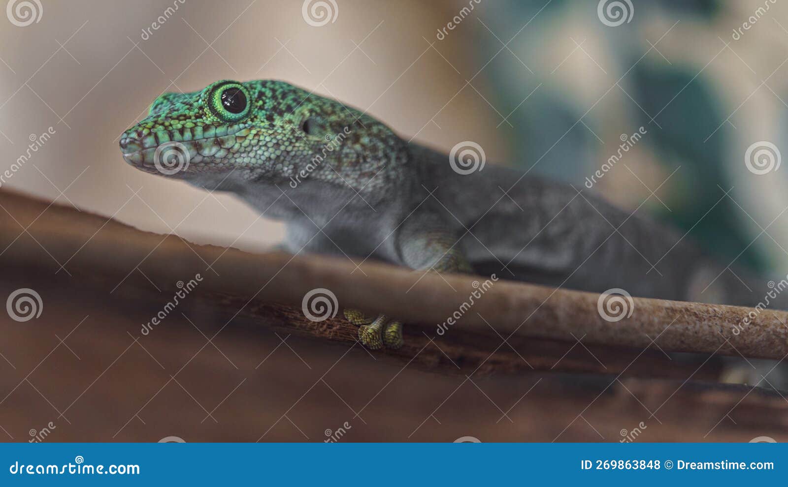 Standing s day gecko stock photo. Image of head, macro - 269863848
