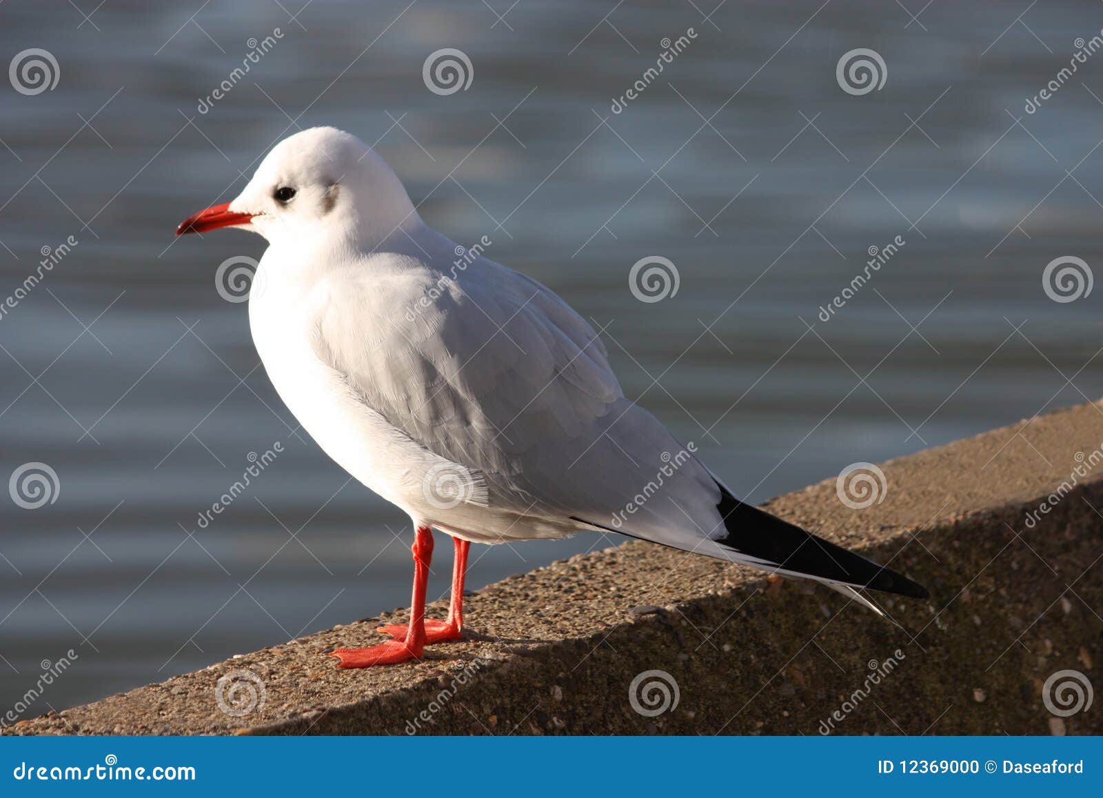 Standing Seagull. stock photo. Image of feathers, water - 12369000