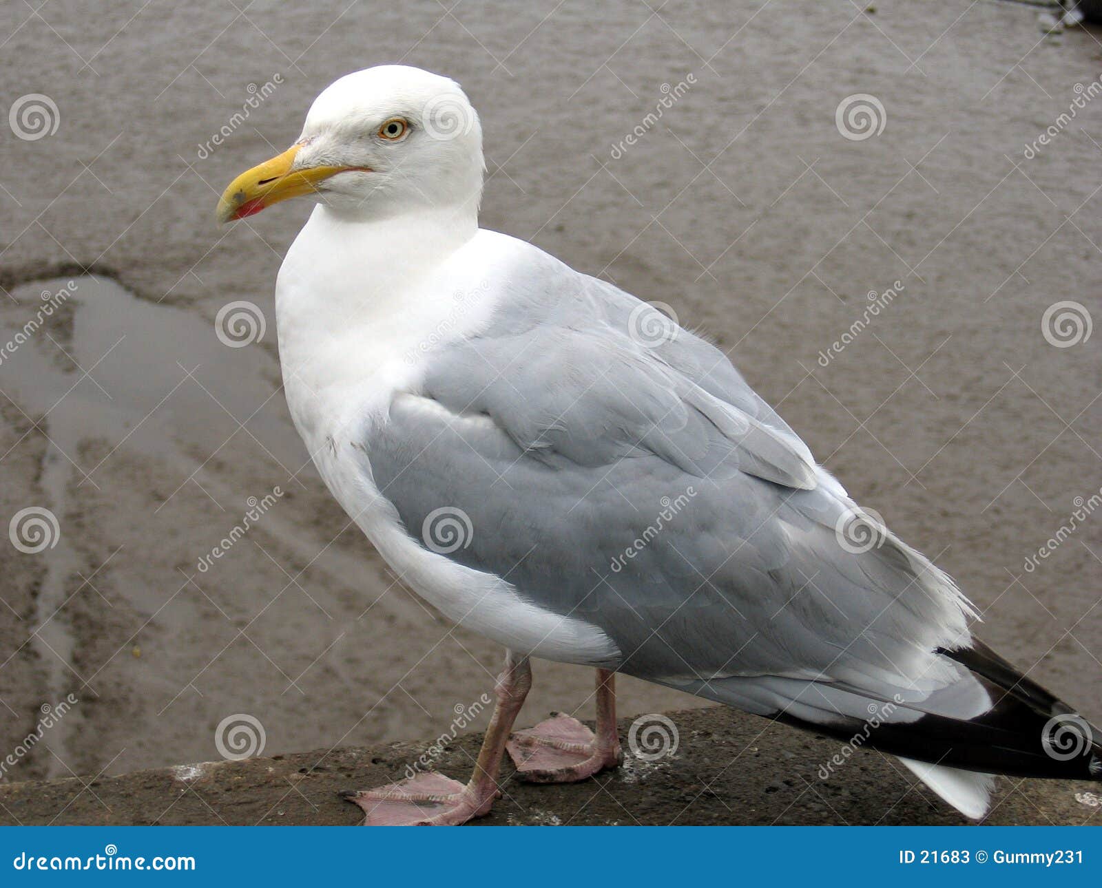 Standing Seagull stock image. Image of oceans, sandy, landscape - 21683