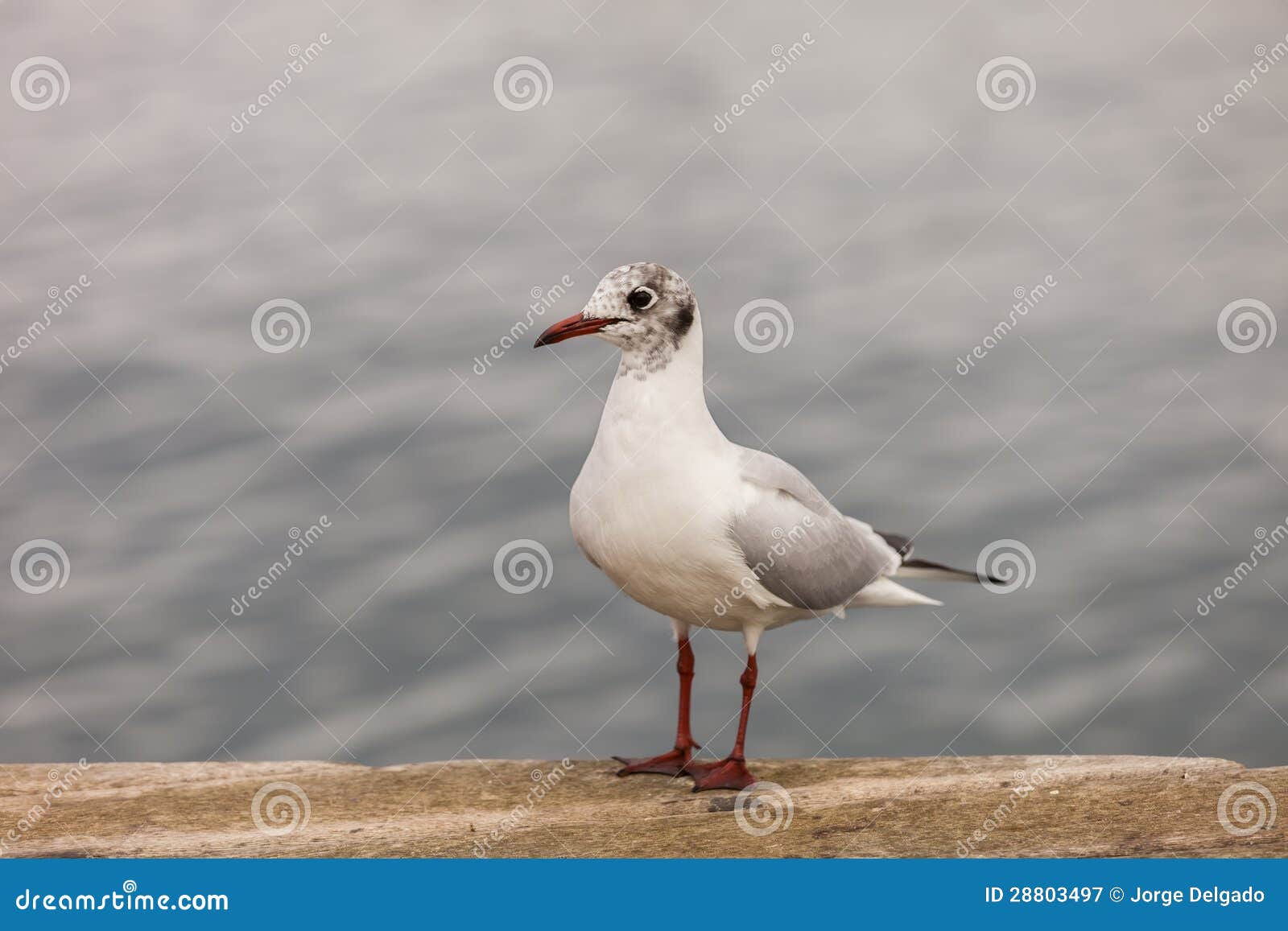 Standing seagull stock image. Image of dock, ocean, animal - 28803497