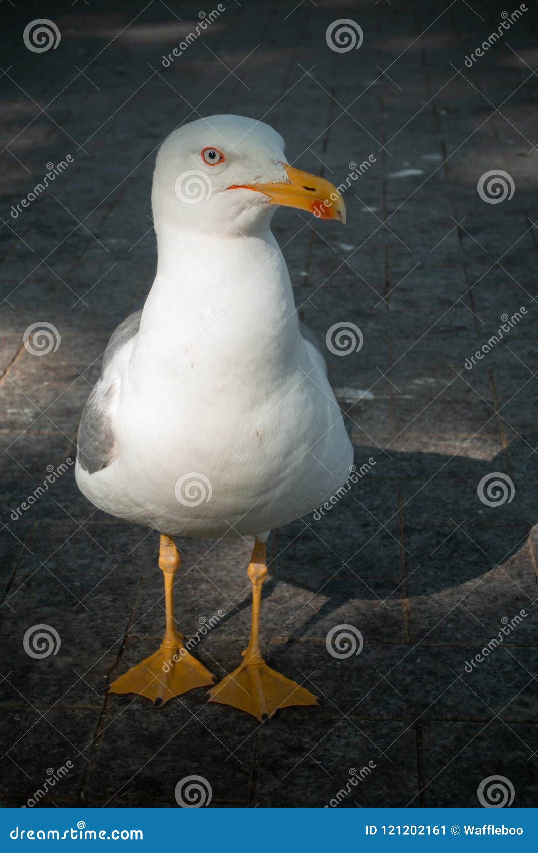 Standing seagull bird stock image. Image of standing - 121202161